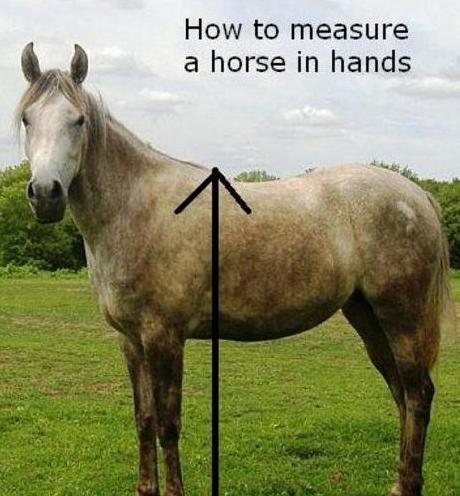 Horse Riding Articles